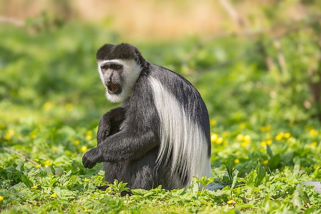 Gashaka-Gumti National Park: Nigeria’s Largest Wilderness - Nigeria 234