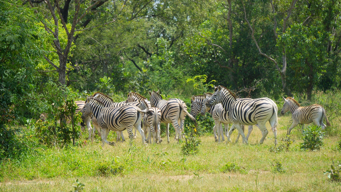 Step-by-Step Guide to Visiting Yankari National Park – Nigeria 234